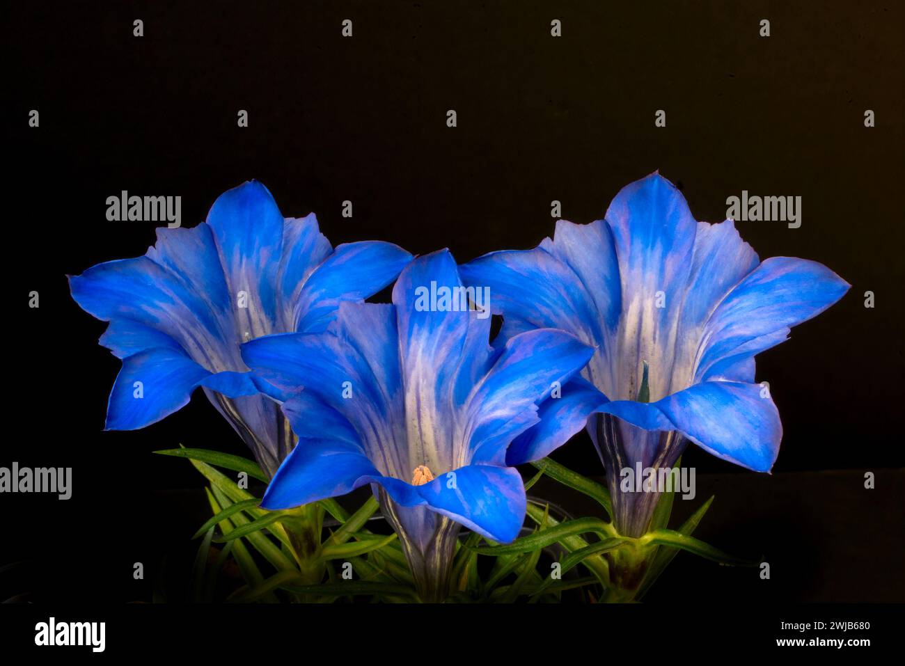 Blue Gentiana Flowers Stock Photo - Alamy