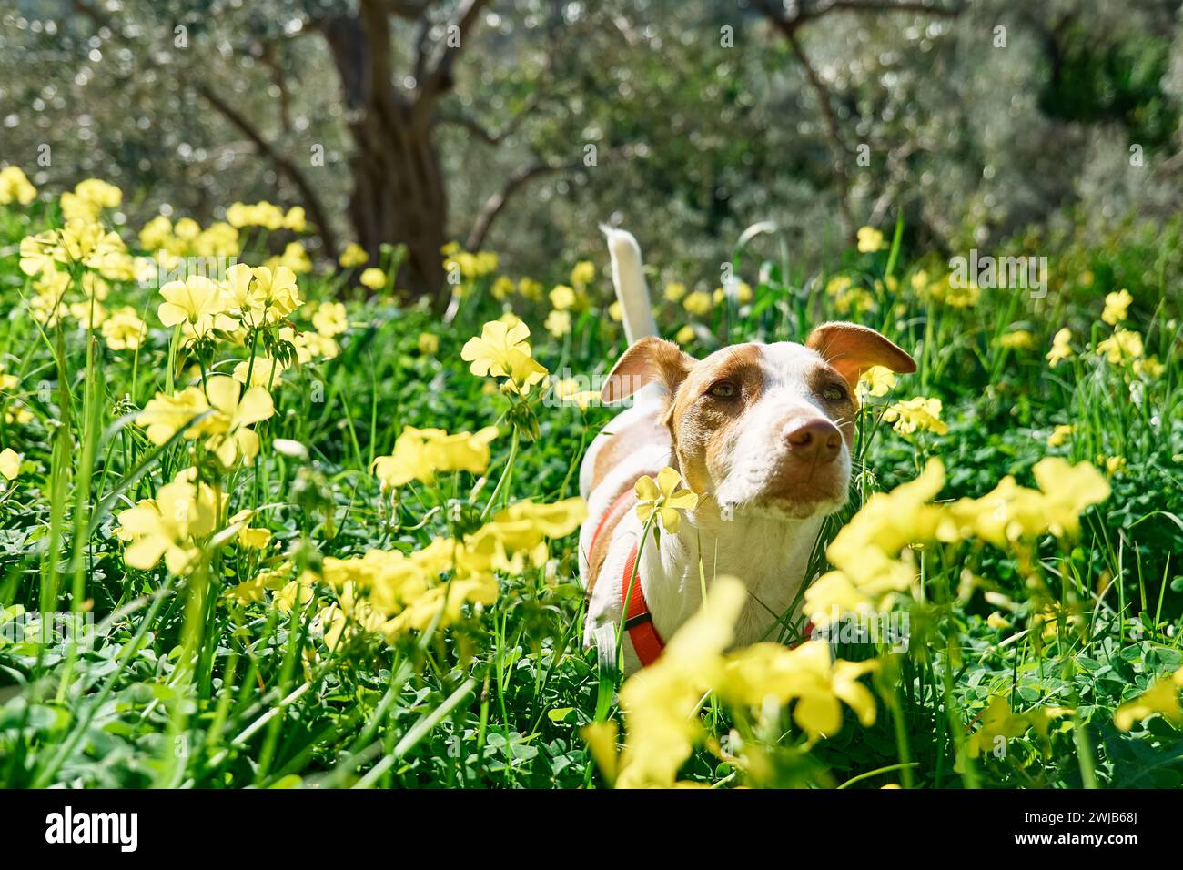 Jack russell terrier sniffing yellow flowers in spring meadow. Allergy ...