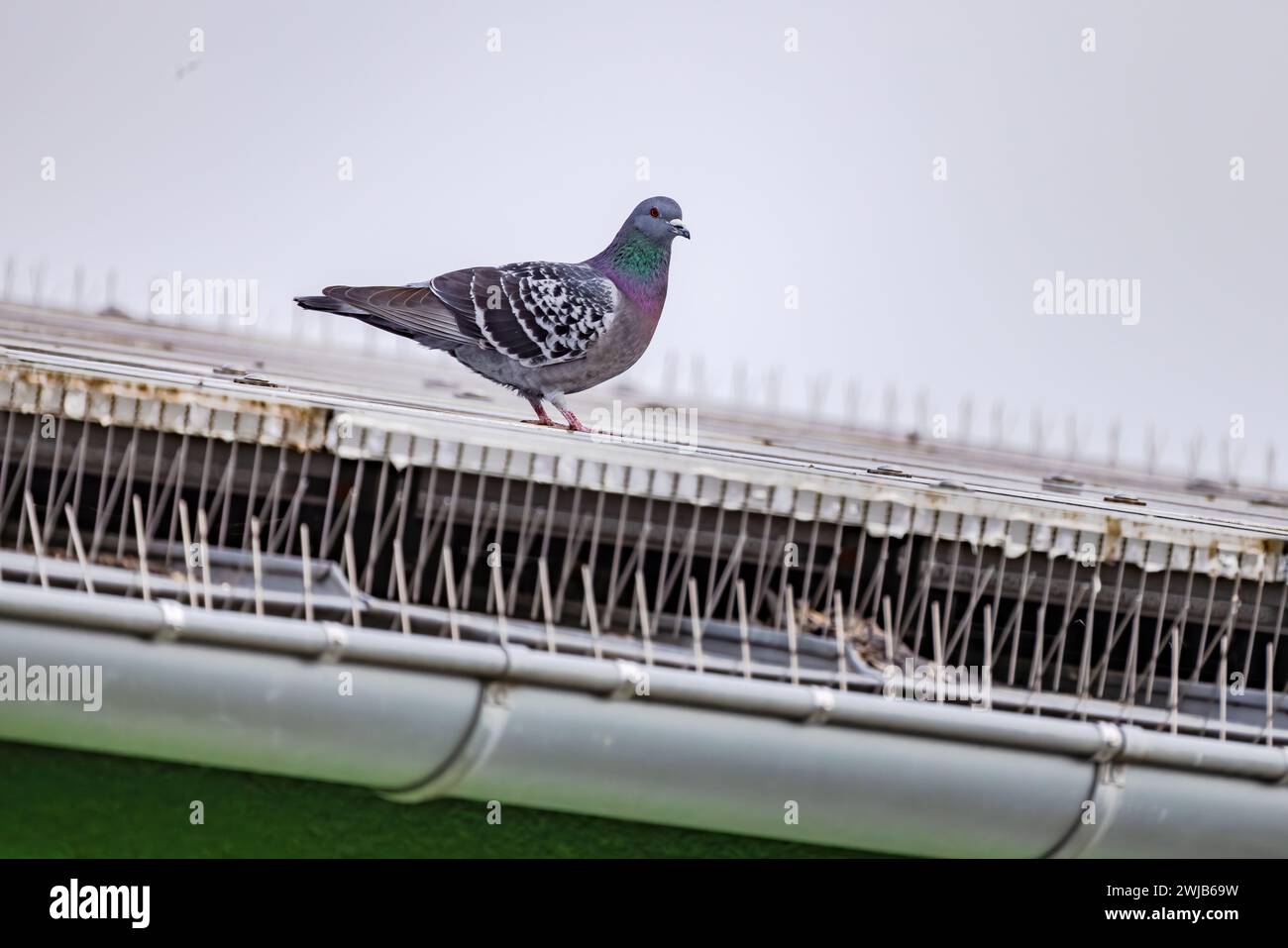 Pigeon on a roof with solar panels with pigeon spikes to repel pigeons ...