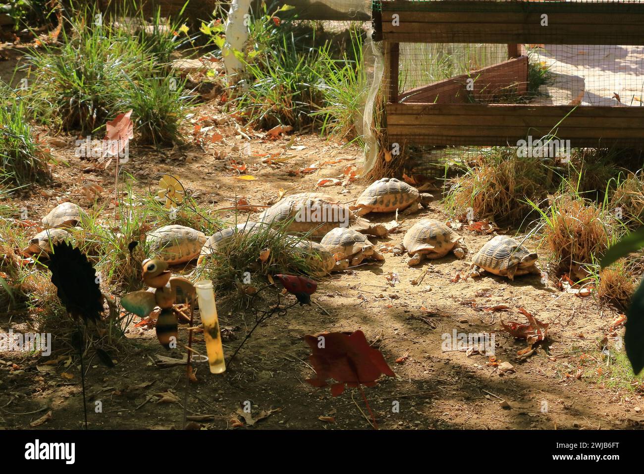 some Turtles in albanian landscape Stock Photo - Alamy