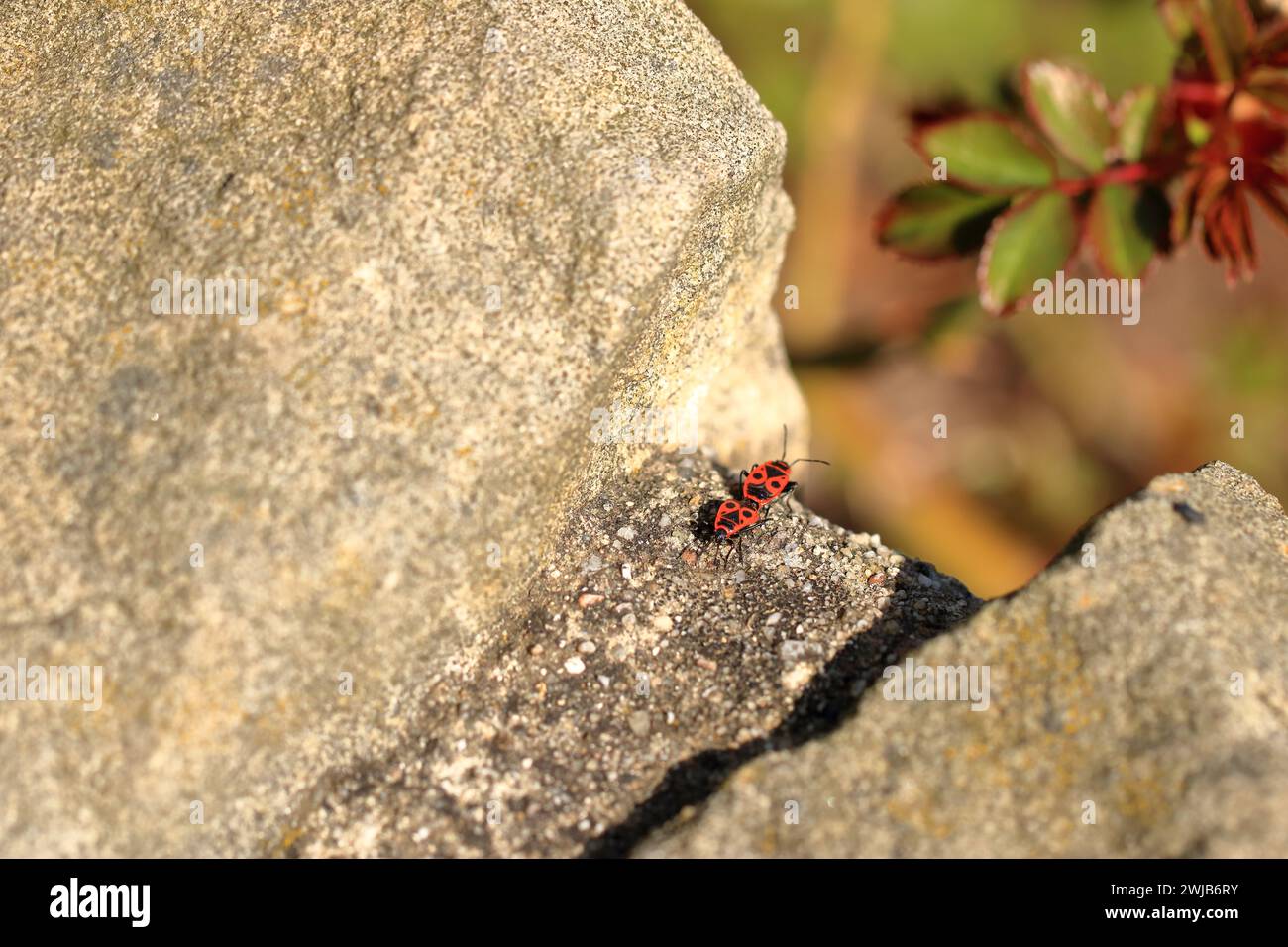 Fire beetles in the summer on stone Stock Photo - Alamy