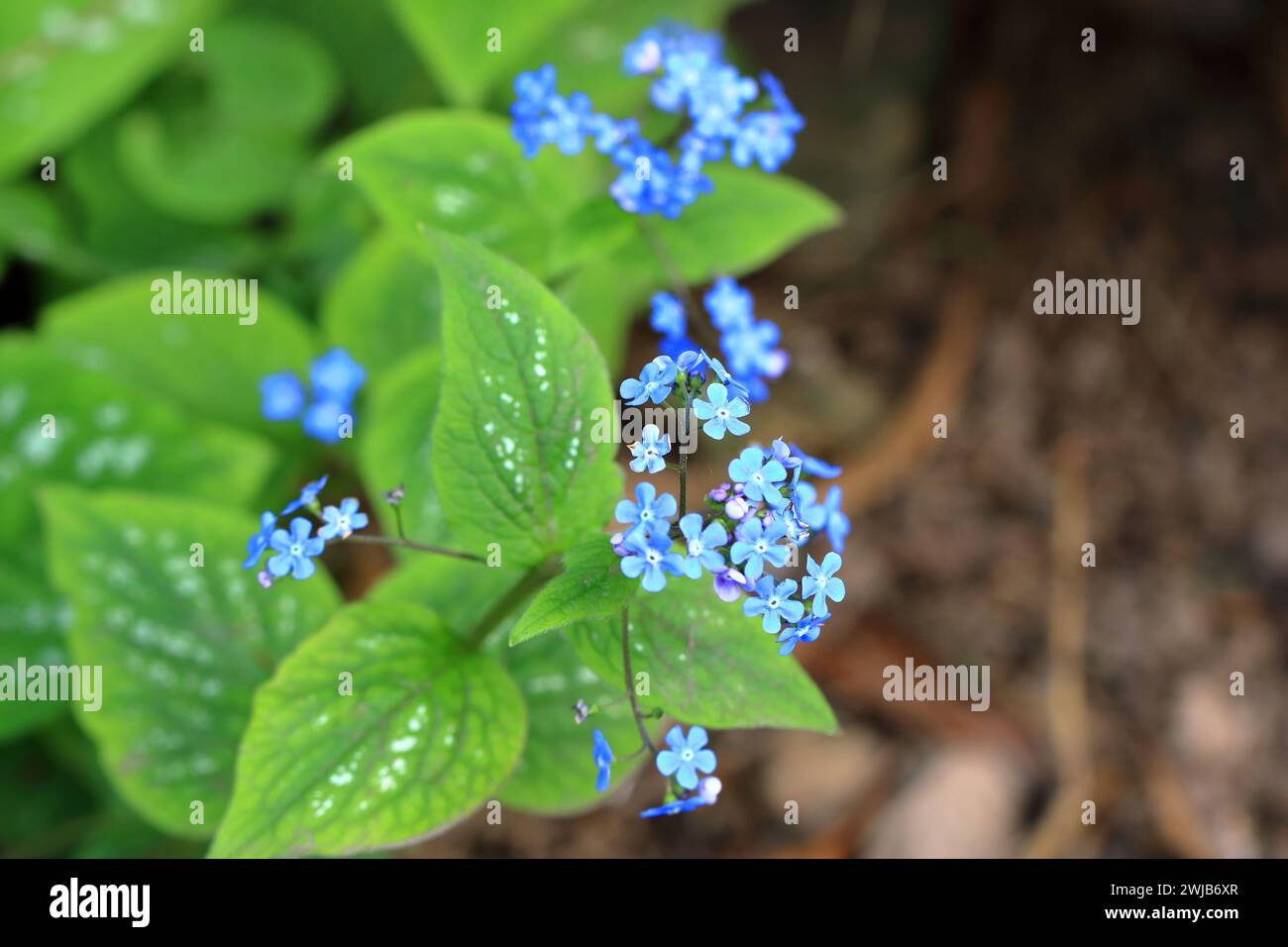 blue flowers of the true forget-me-not (Myosotis scorpioides Stock ...