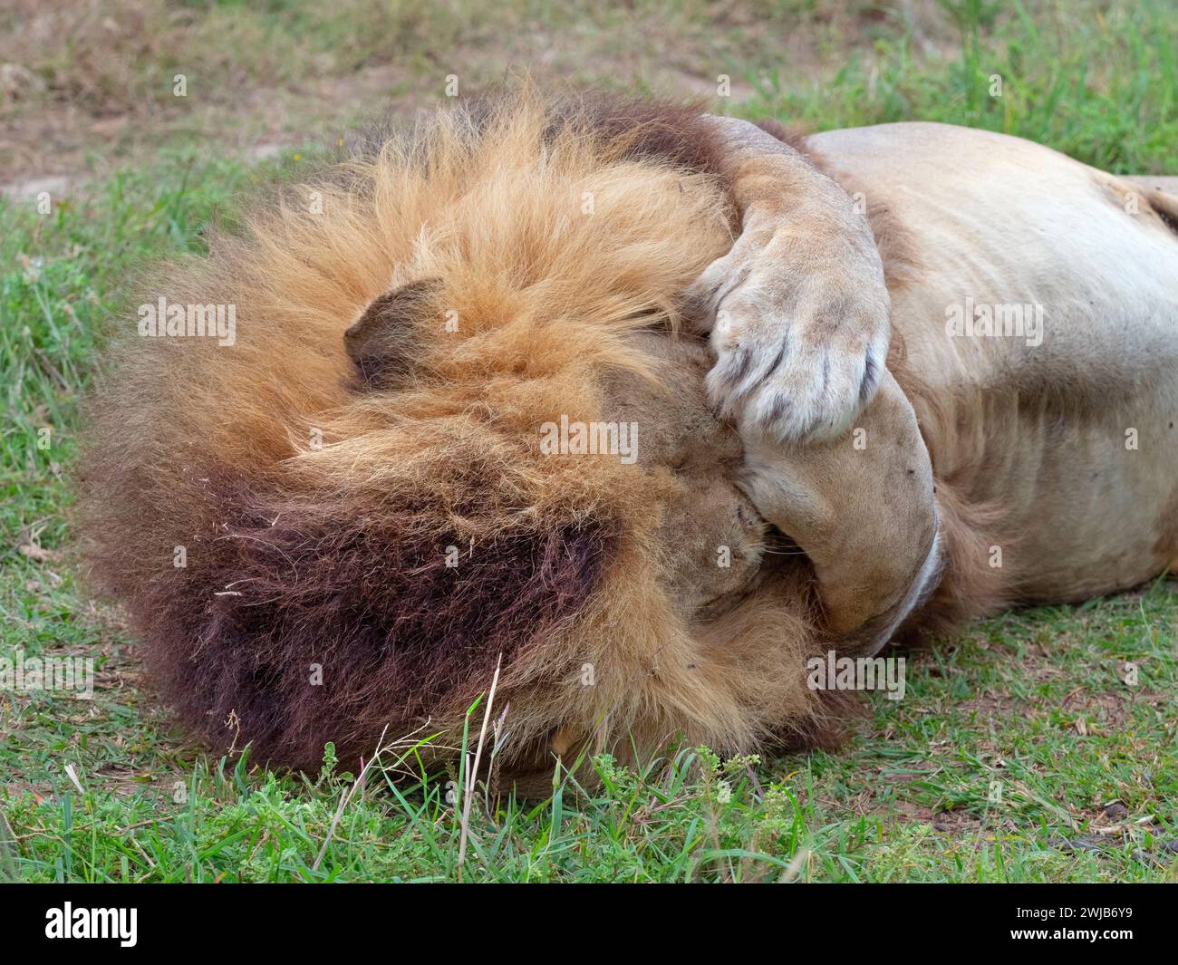 Adult male Lion Panthera leo covering eyes with paws South Africa Stock ...