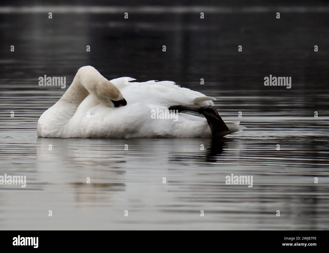 Non Exclusive: KYIV, UKRAINE - FEBRUARY 13, 2024 - A swan is pictured ...
