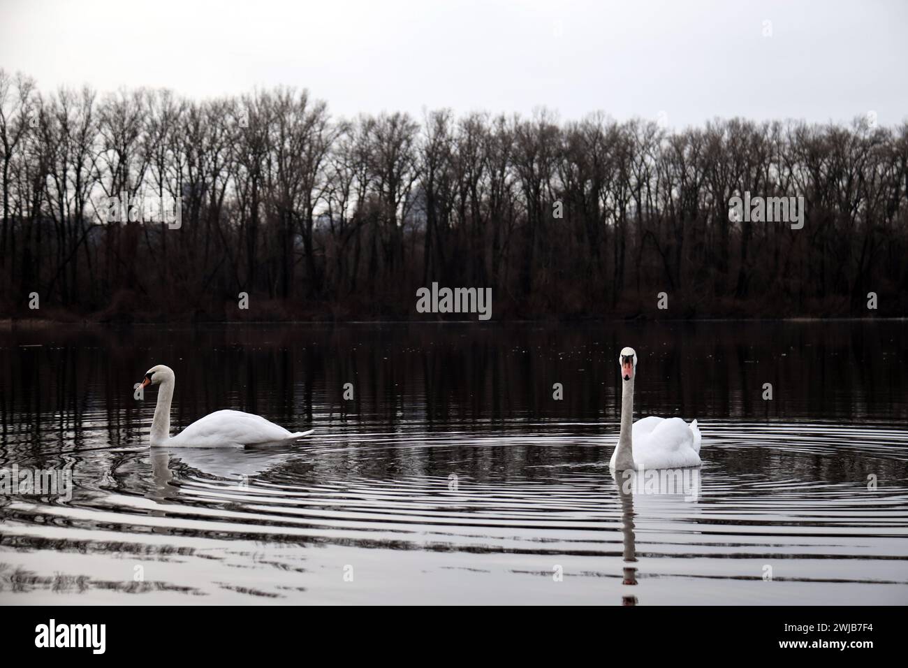 Non Exclusive: KYIV, UKRAINE - FEBRUARY 13, 2024 - Two swans are ...