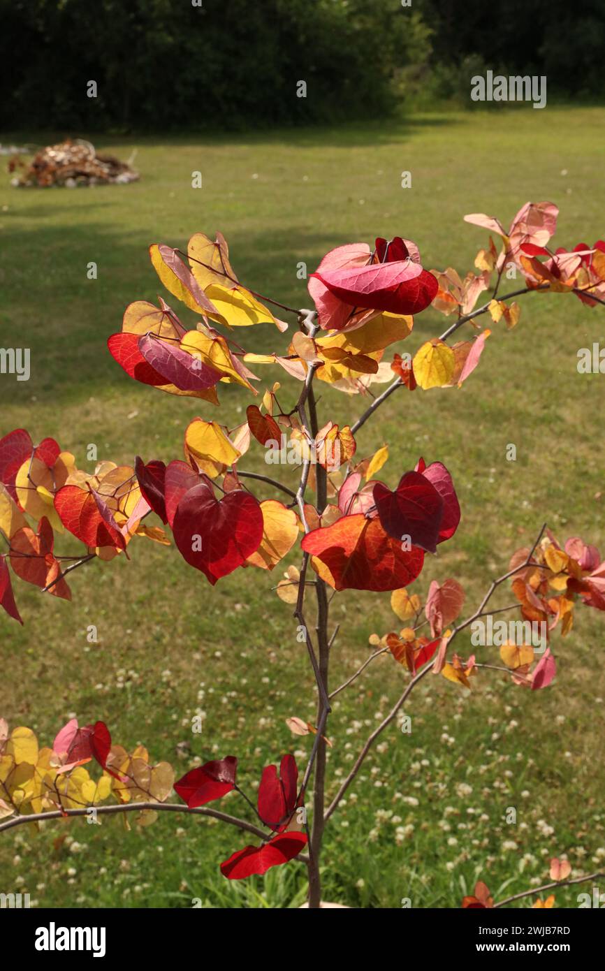 Vibrant red and yellow leaves on a small Flame Thrower Redbud tree, in ...