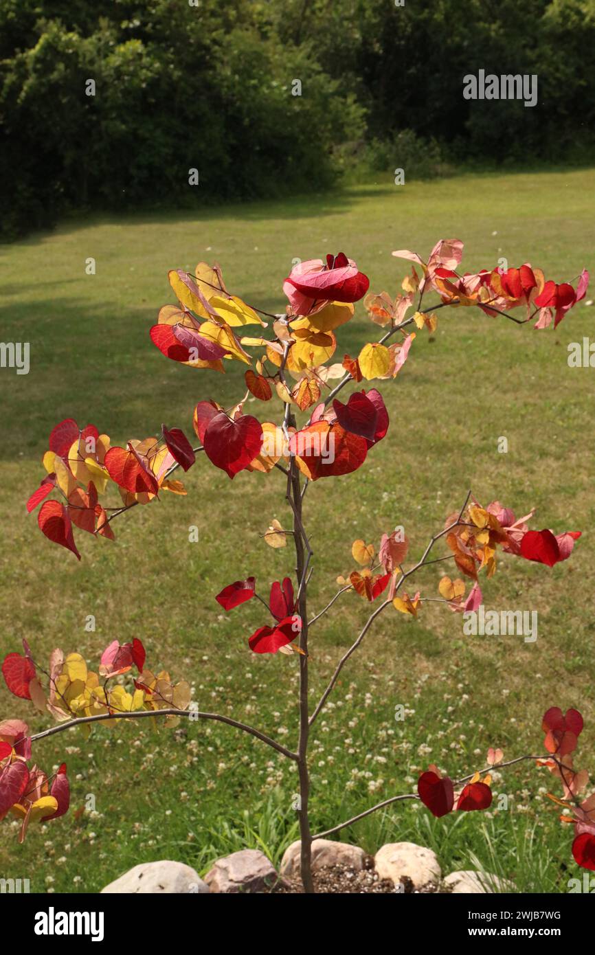 Vibrant red and yellow leaves on a small Flame Thrower Redbud tree, in ...