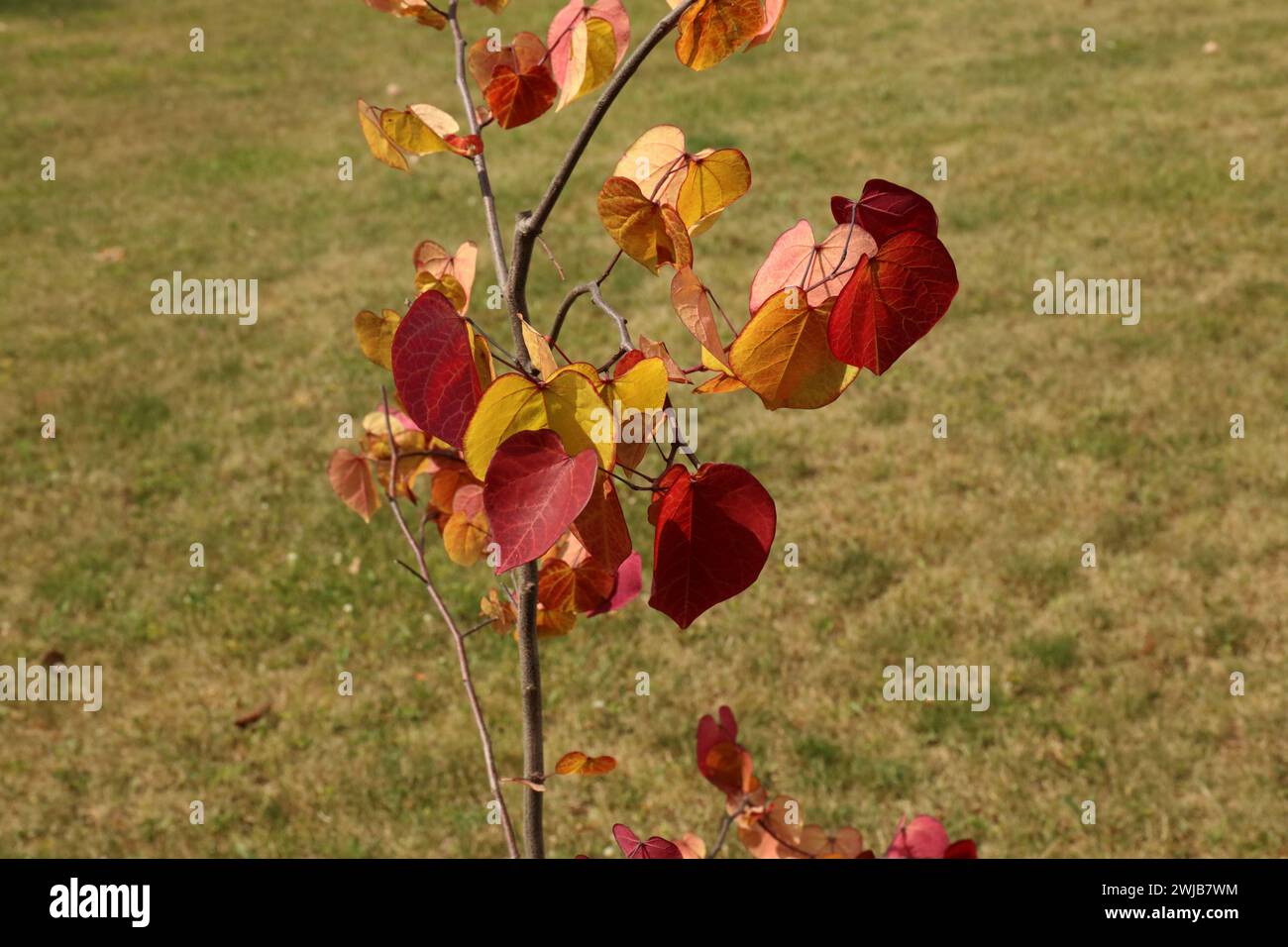 Cercis canadensis flame thrower hi-res stock photography and images - Alamy