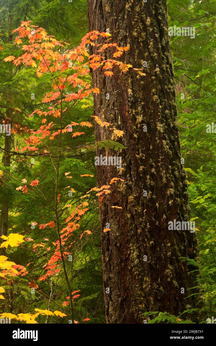 Douglas fir with vine maple along Middle Fork Willamette National ...