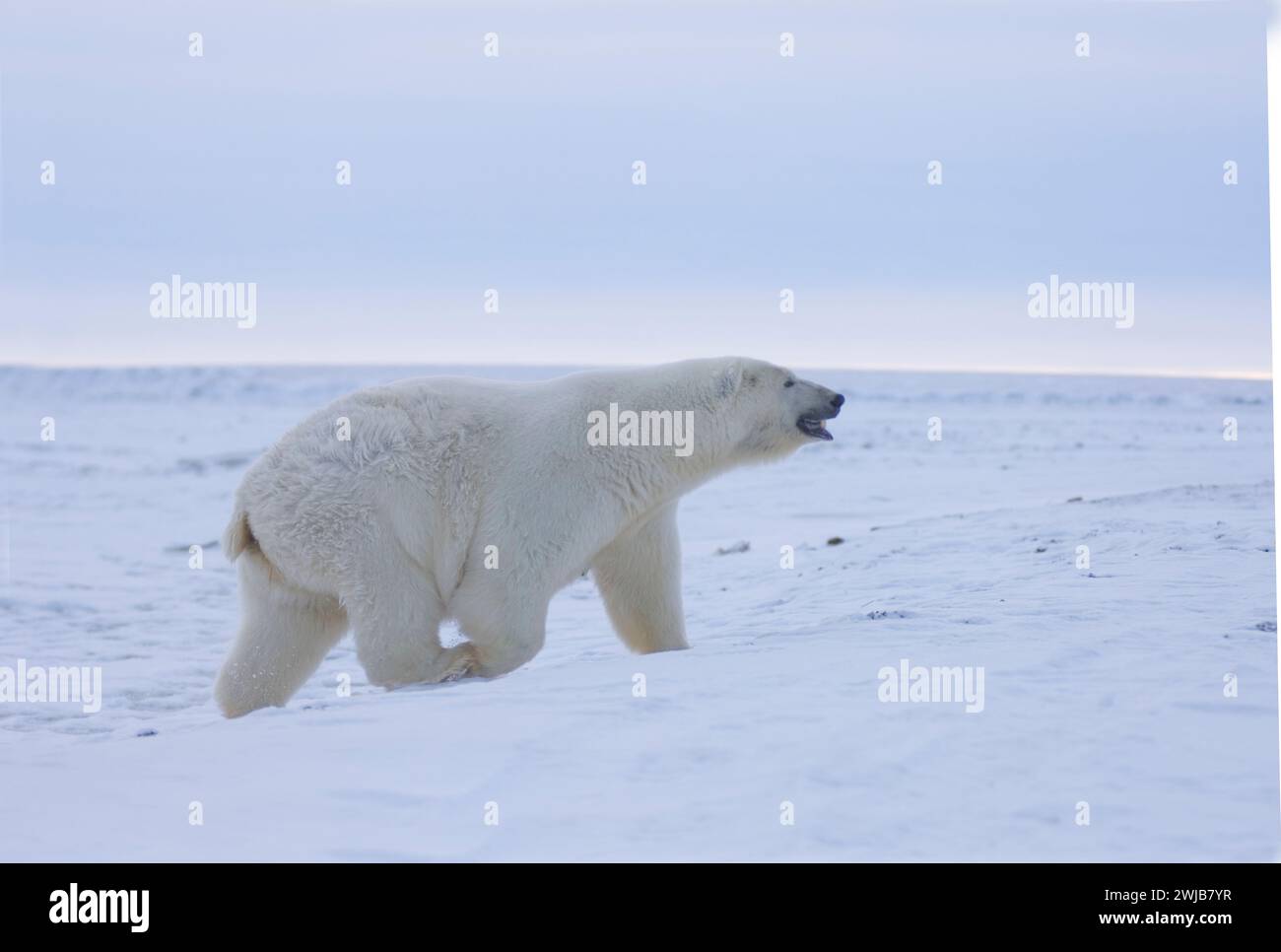 polar bear, Ursus maritimus, sow playing in a holein ice along a ...