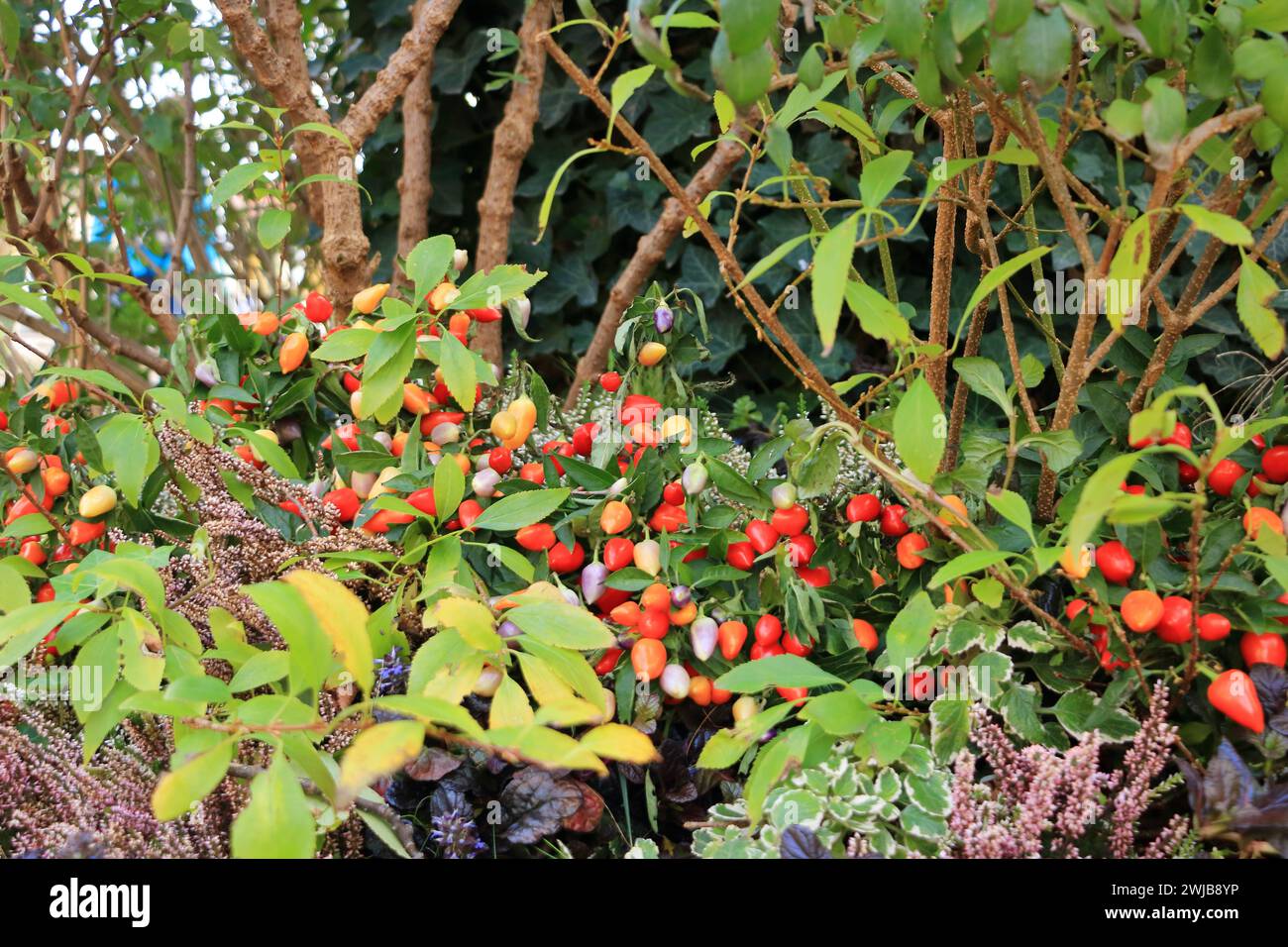cute ornamental pepper in a vegetable garden (Capsicum annuum Stock ...