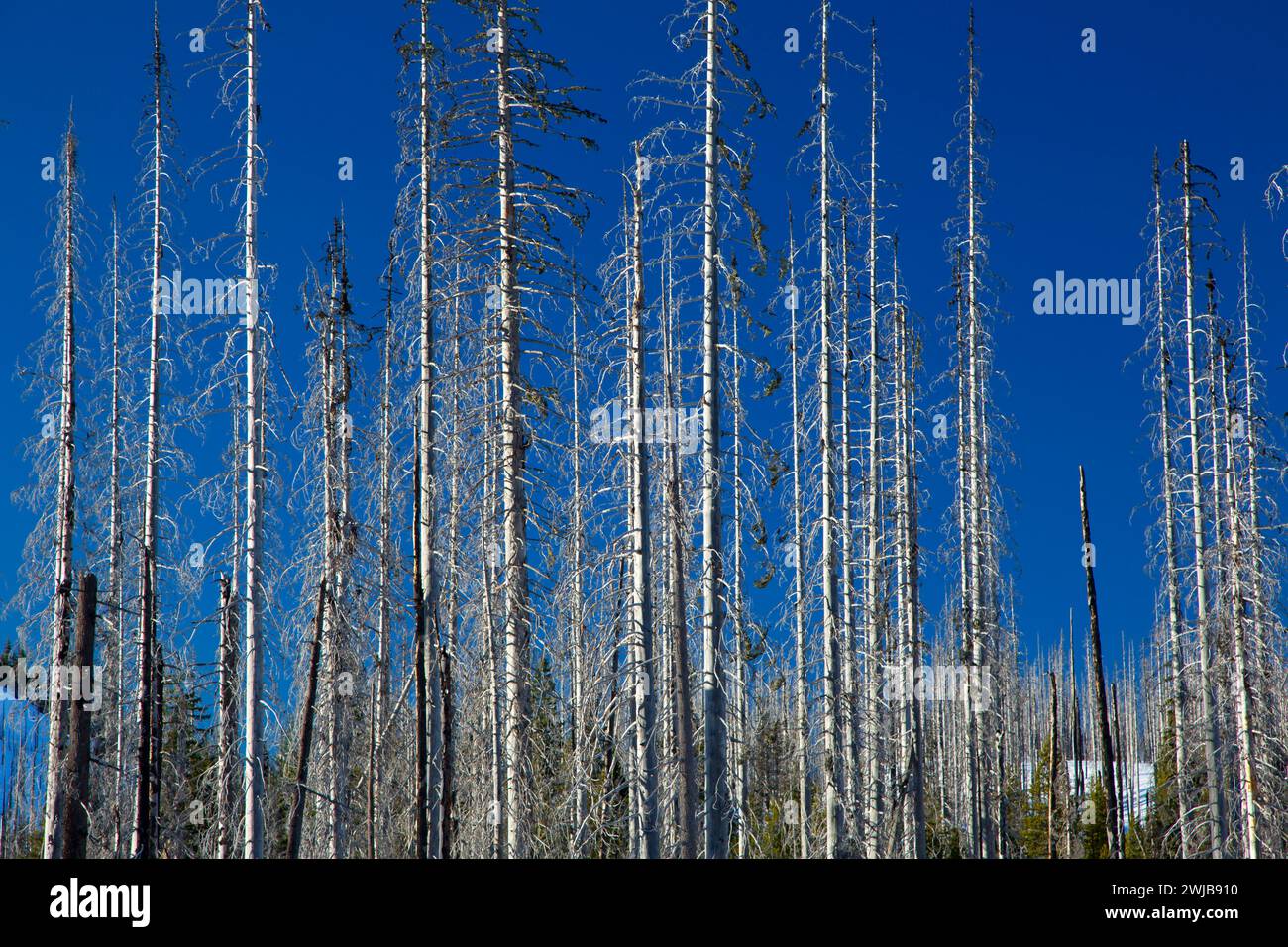 B&B Complex Fire zone in winter, Santiam Pass-McKenzie Pass National ...