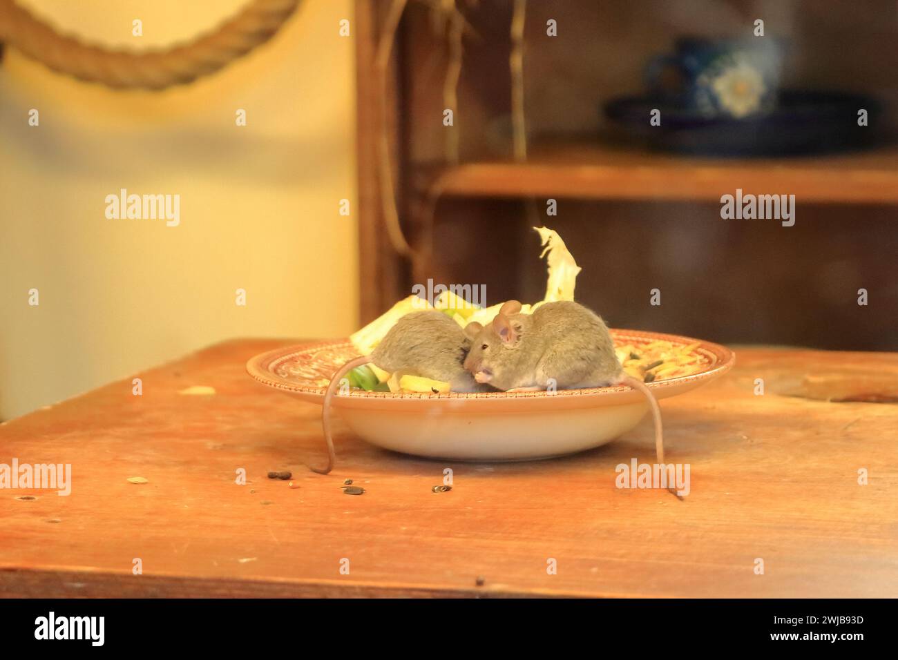 Two mouses hi-res stock photography and images - Alamy