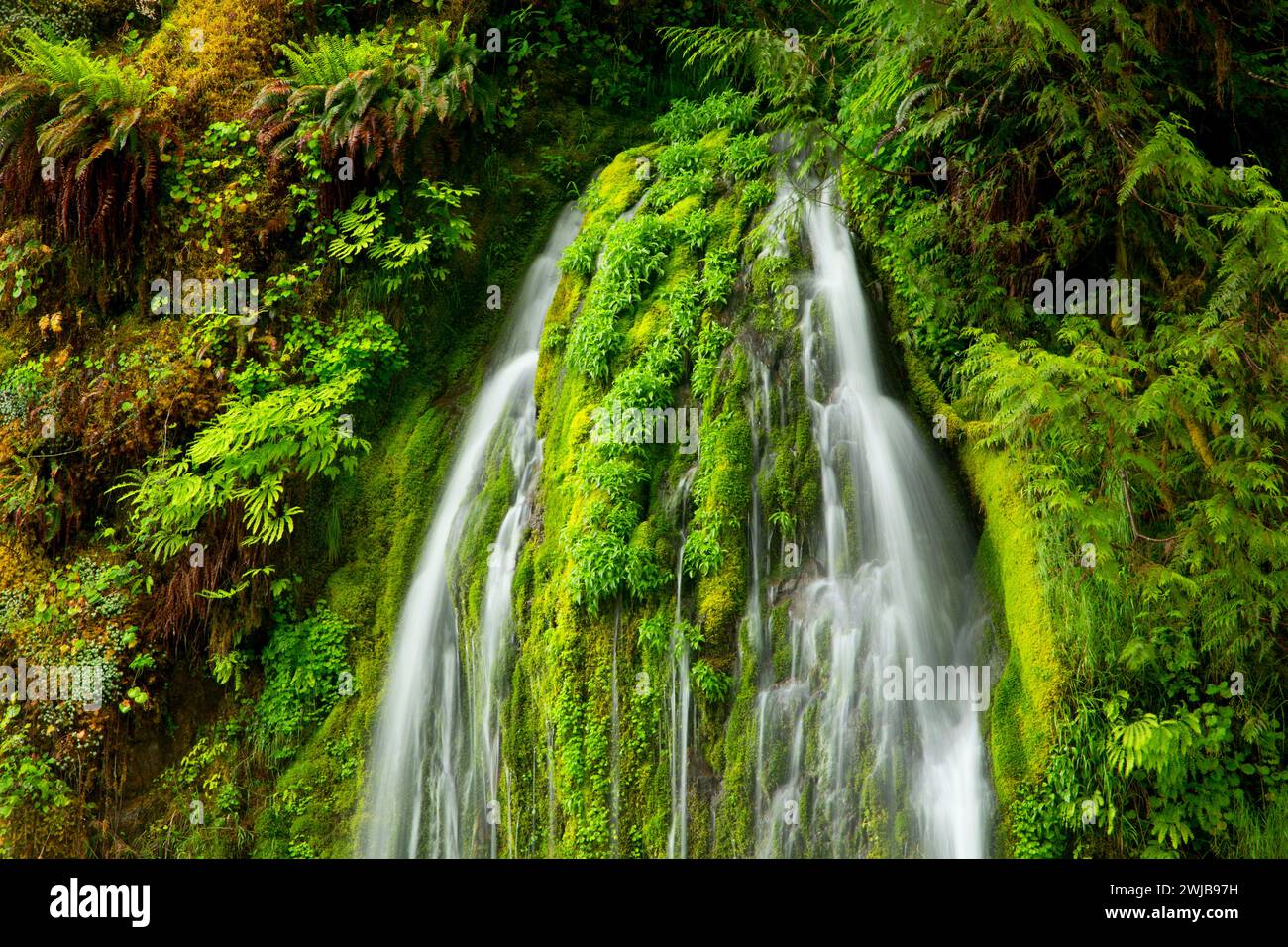 Falls by Salmon Creek, Willamette National Forest, Oregon Stock Photo ...