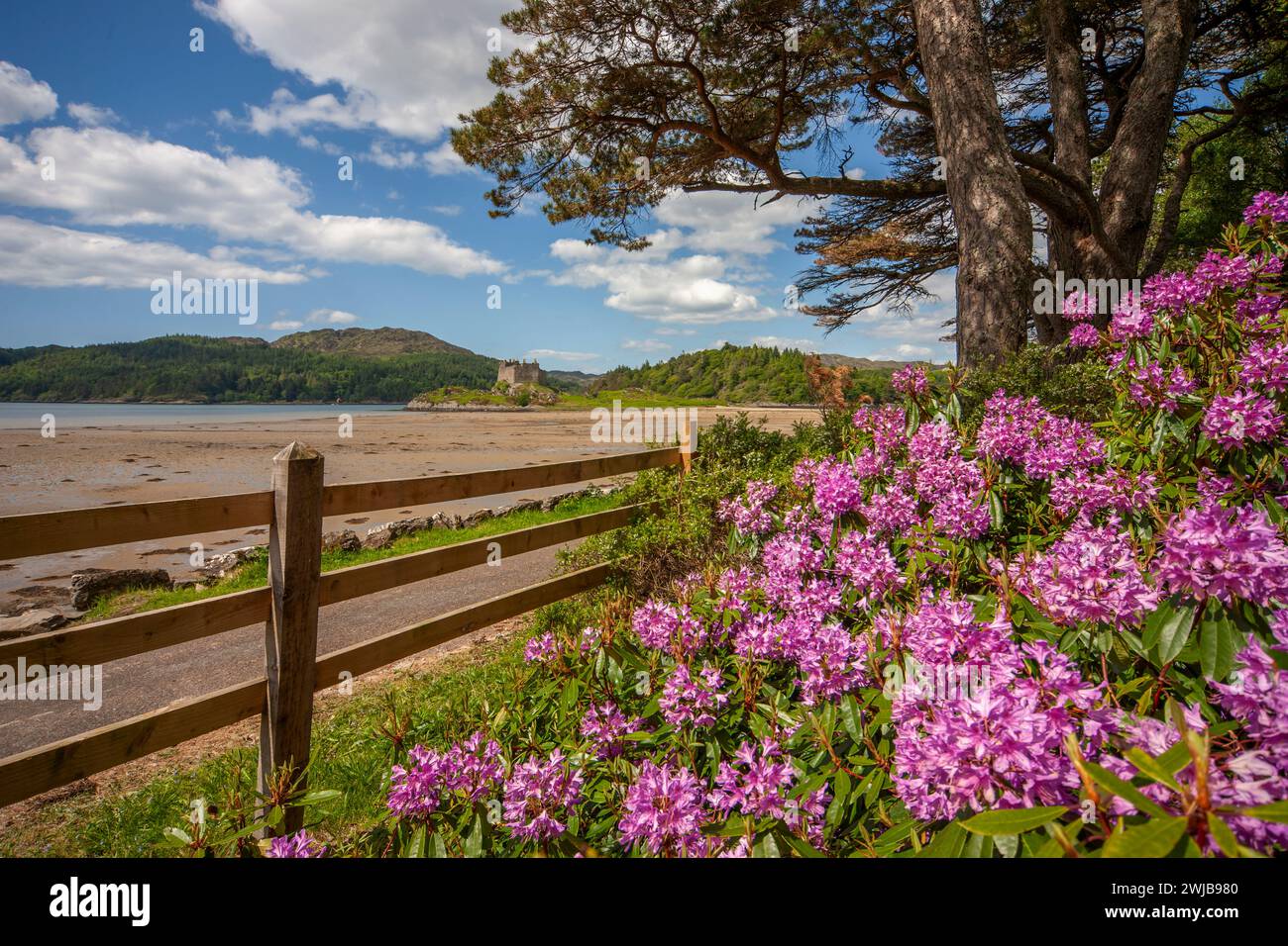 Springtime view towards castle Tioram, Loch Moidart, West Highlands ...