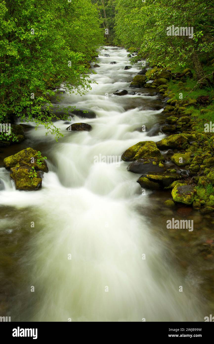 Salt Creek, Willamette National Forest, Oregon Stock Photo - Alamy