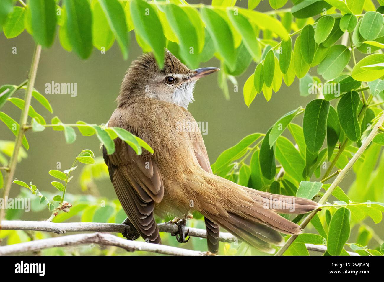 Great Reed Warbler, Acrocephalus Arundinaceus, Isola della Cona, Italy ...