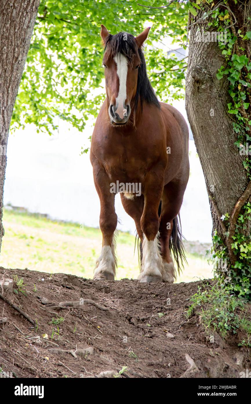Horse front view hi-res stock photography and images - Alamy