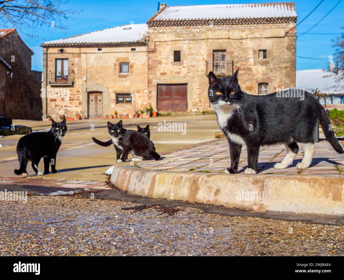 Black cats gang in a a Main square of a rural village Stock Photo - Alamy