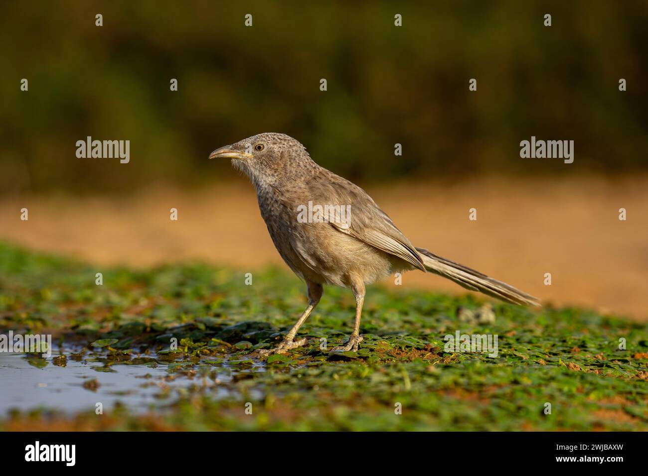 Arabian babbler (Argya squamiceps Stock Photo - Alamy