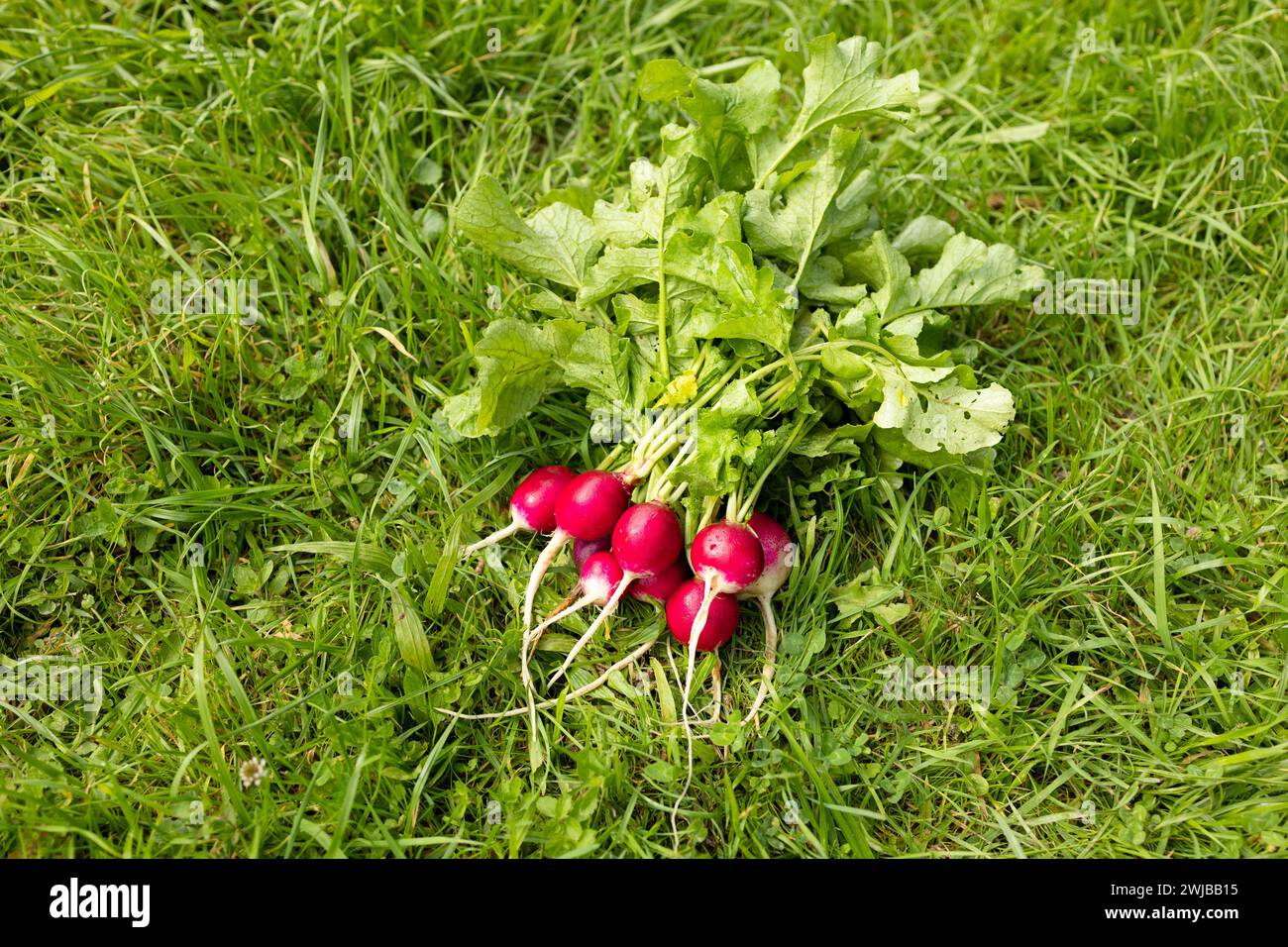 Fresh radish on the grass surface in a garden. Holidays, summer, autumn ...