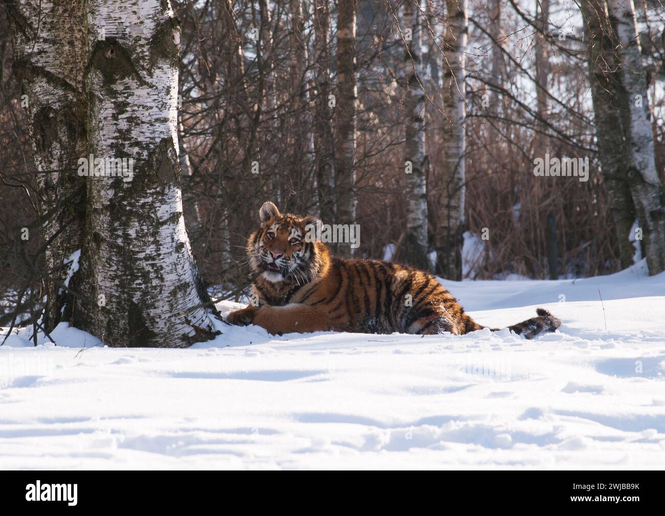 Siberian tiger, Panthera tigris altaica in a taiga filled with snow ...