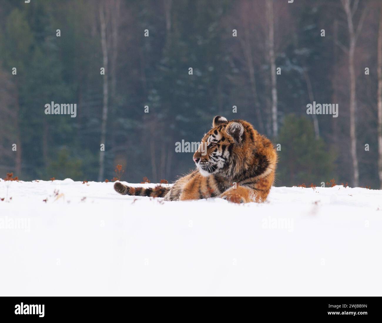 Siberian tiger, Panthera tigris altaica in a taiga filled with snow ...