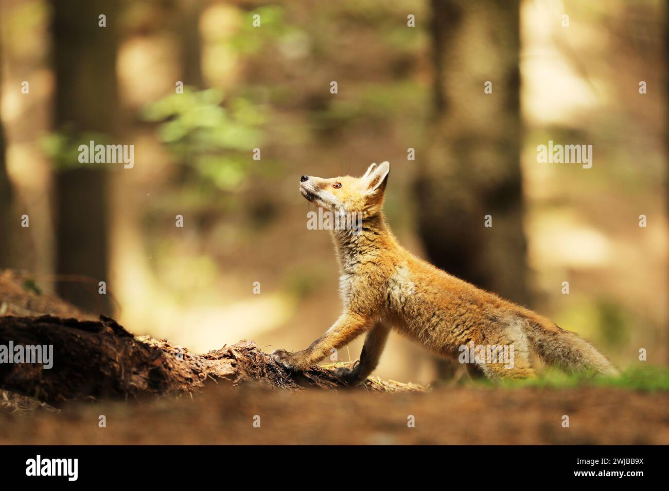 Cube of red fox in forest looking up - Vulpes vulpes Stock Photo - Alamy