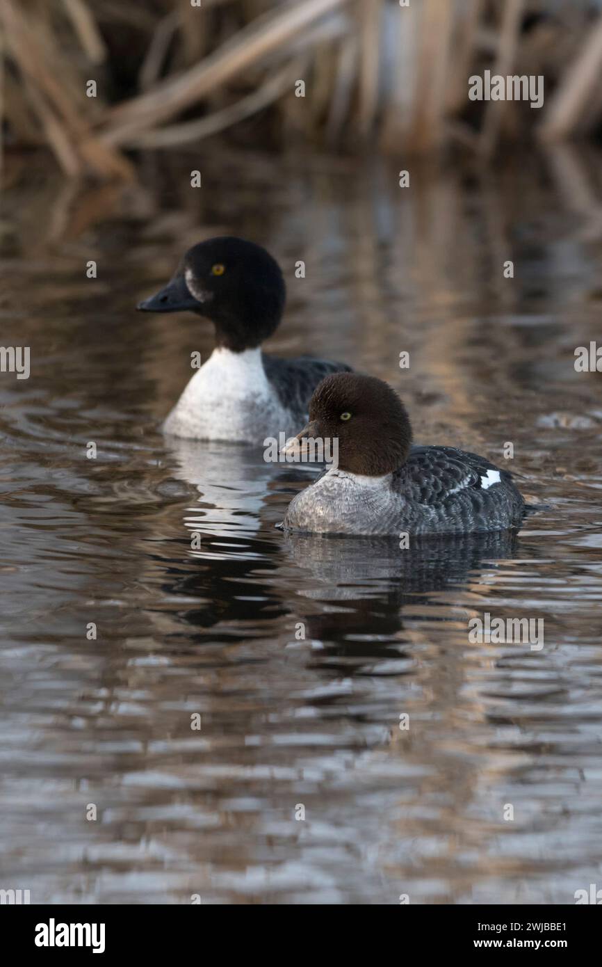 Barrow's Goldeneyes / Spatelenten ( Bucephala islandica ) in winter ...