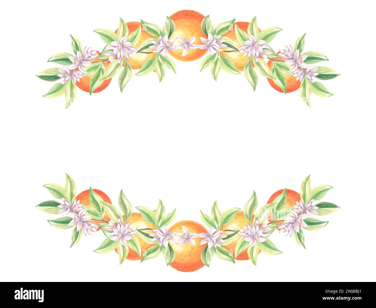 Oval frame of oranges with green leaves and white flowers. Summer ...
