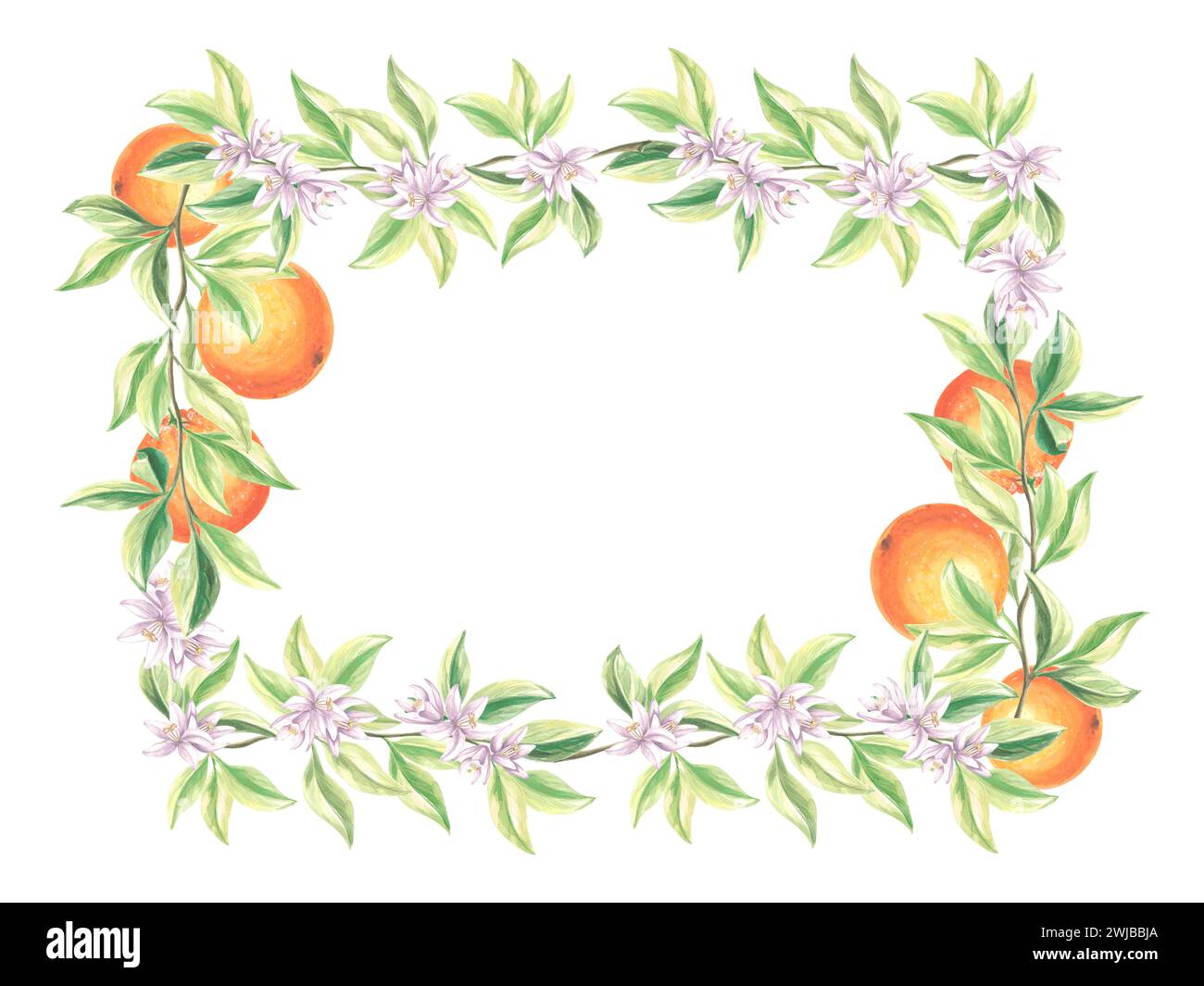 Postcard template, frame of flowers, leaves and oranges on white ...