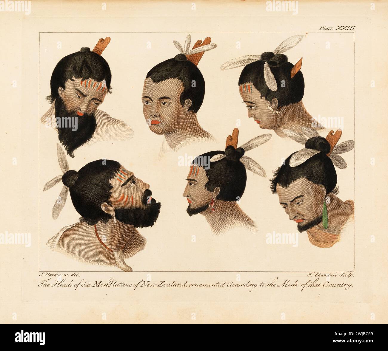 Natives of new zealand hi-res stock photography and images - Alamy