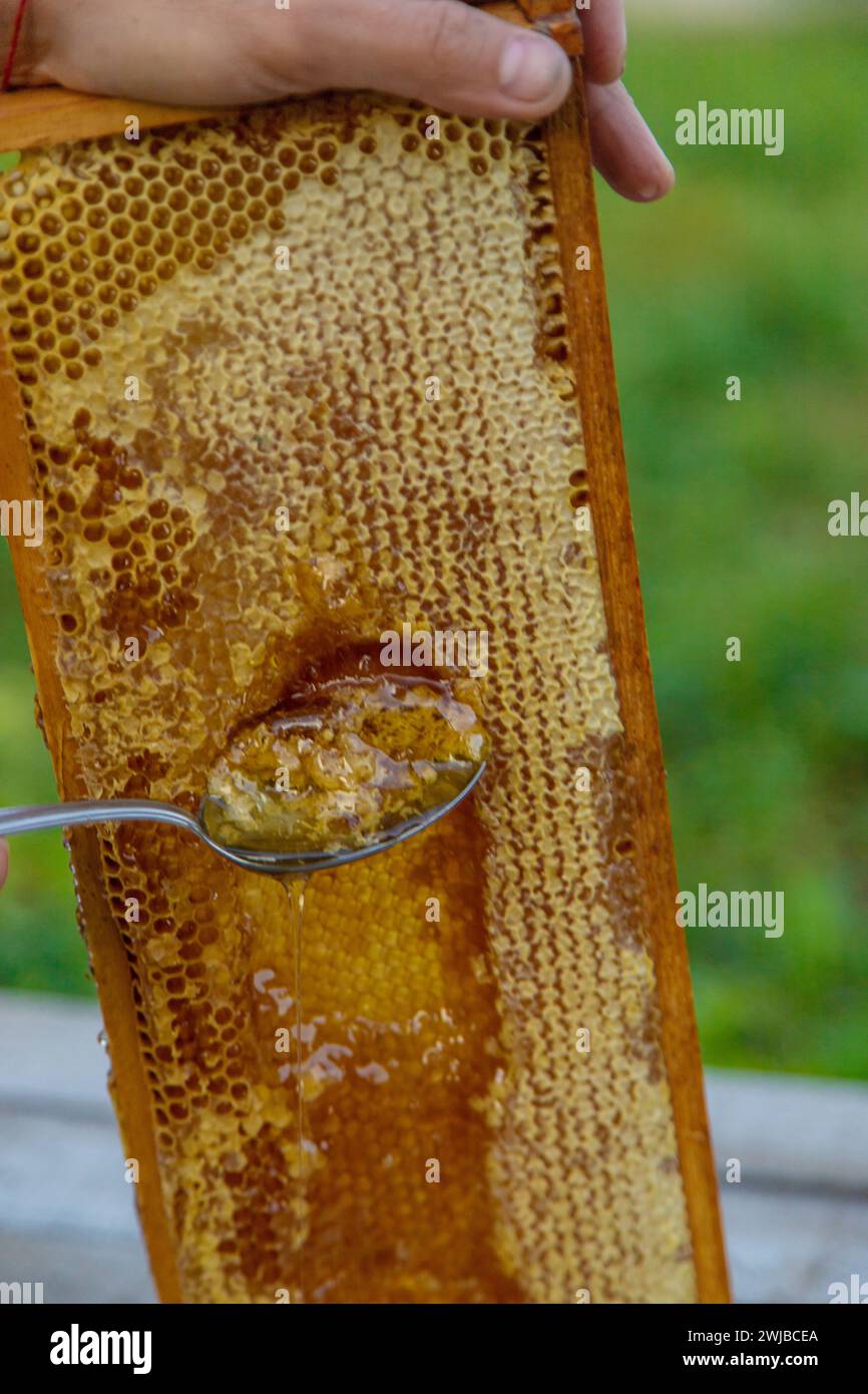 Remove honey from the honeycomb with a spoon. Selective focus Stock ...