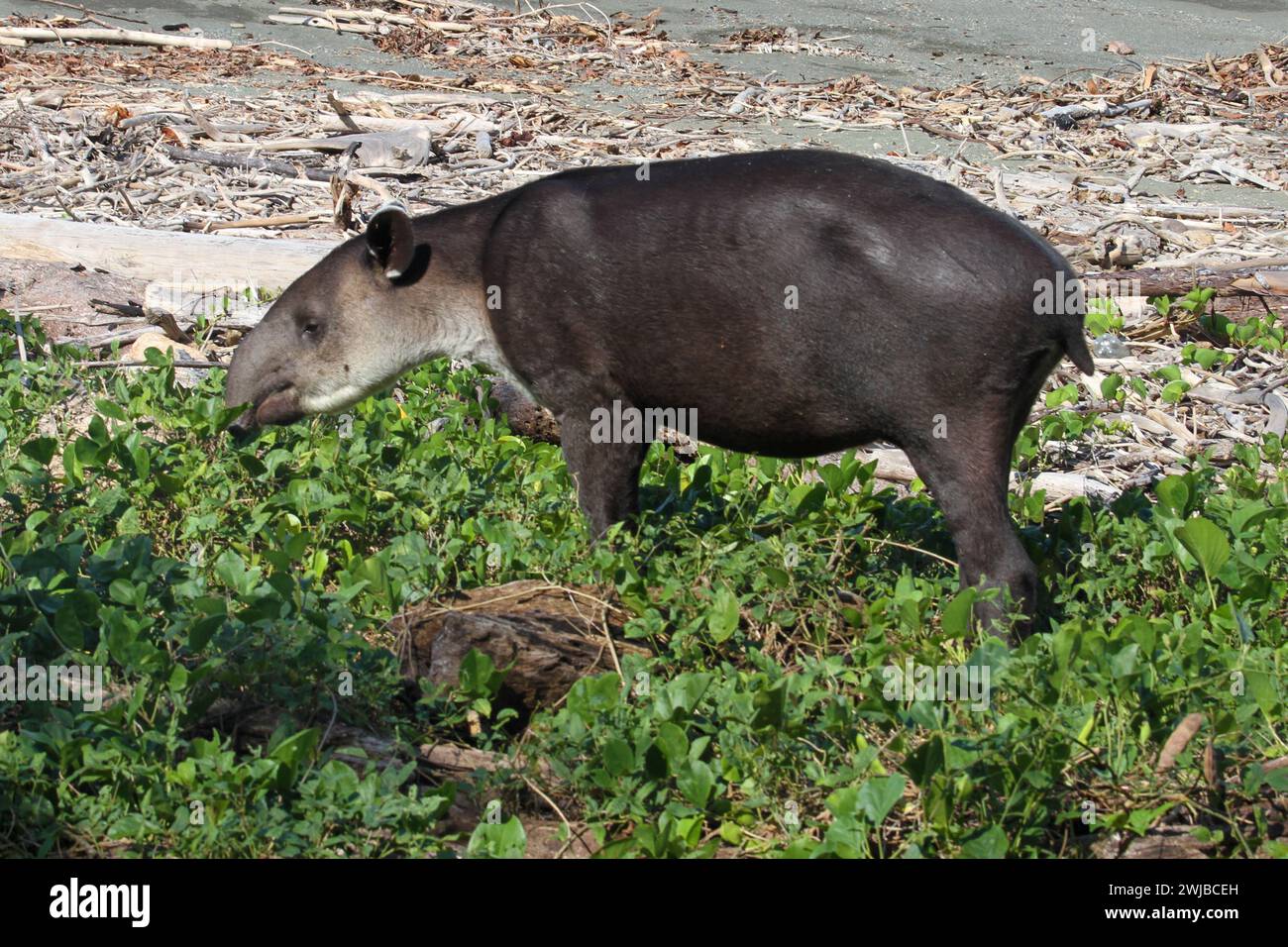 Danta beach hi-res stock photography and images - Alamy