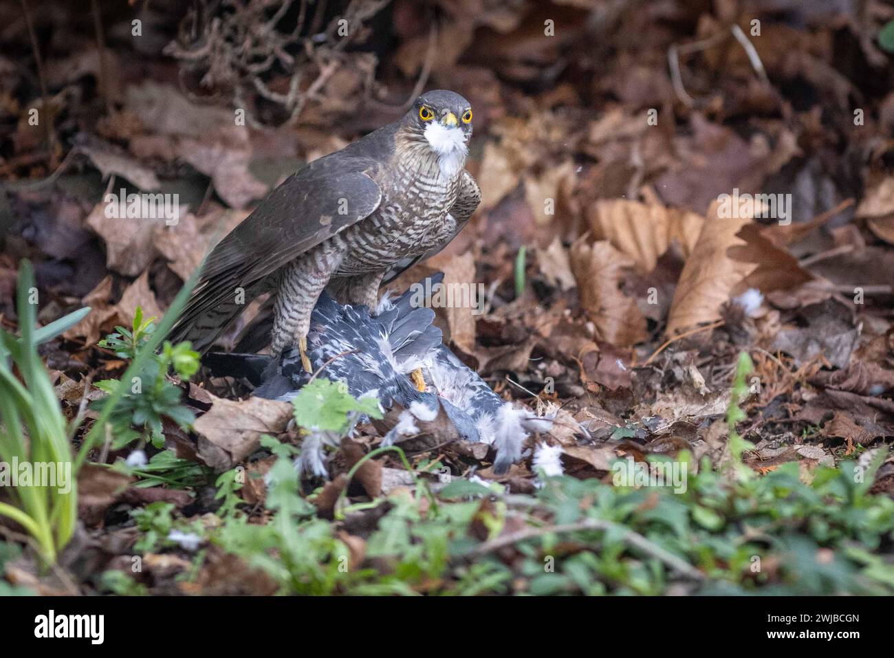 Eurasian Sparrowhawk bird of prey feeding on captured pigeon in urban ...