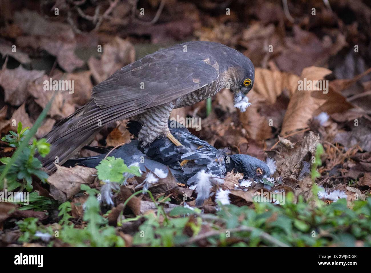 Eurasian Sparrowhawk bird of prey feeding on captured pigeon in urban ...