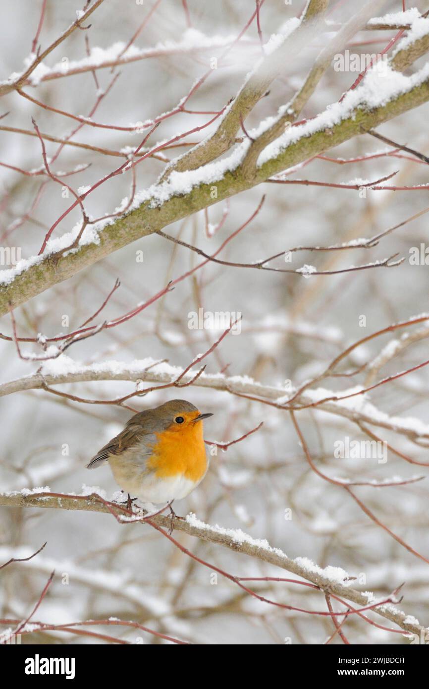 Tierwelt vertikal hi-res stock photography and images - Alamy