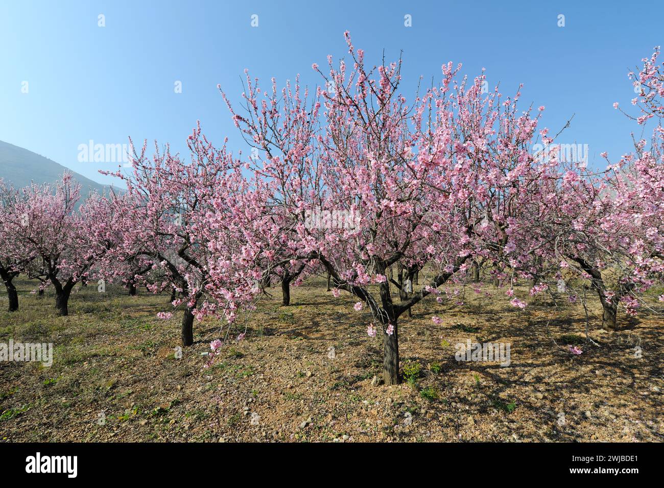 Almond orchard, trees covered with beautiful pink blossom in early ...