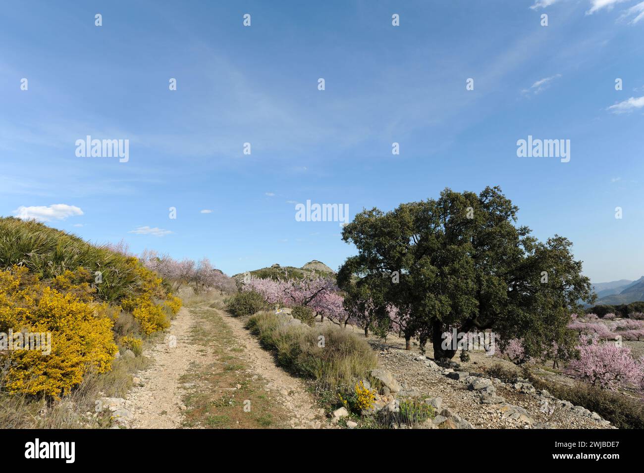 Oak tree through seasons hi-res stock photography and images - Alamy