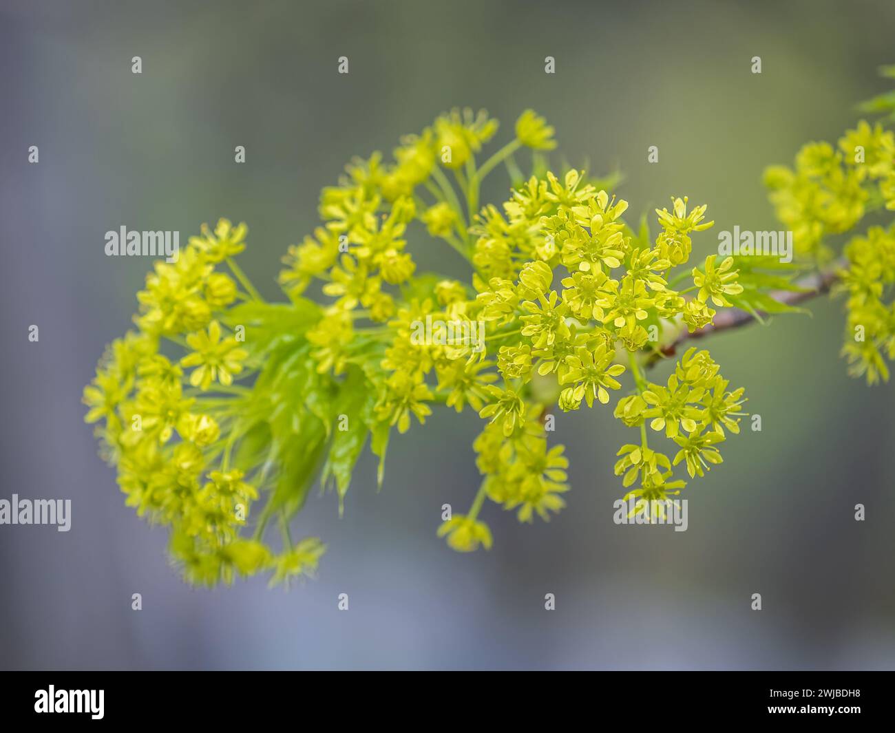 Fresh maple leaves with flowers and seeds. Spring branches of maple ...