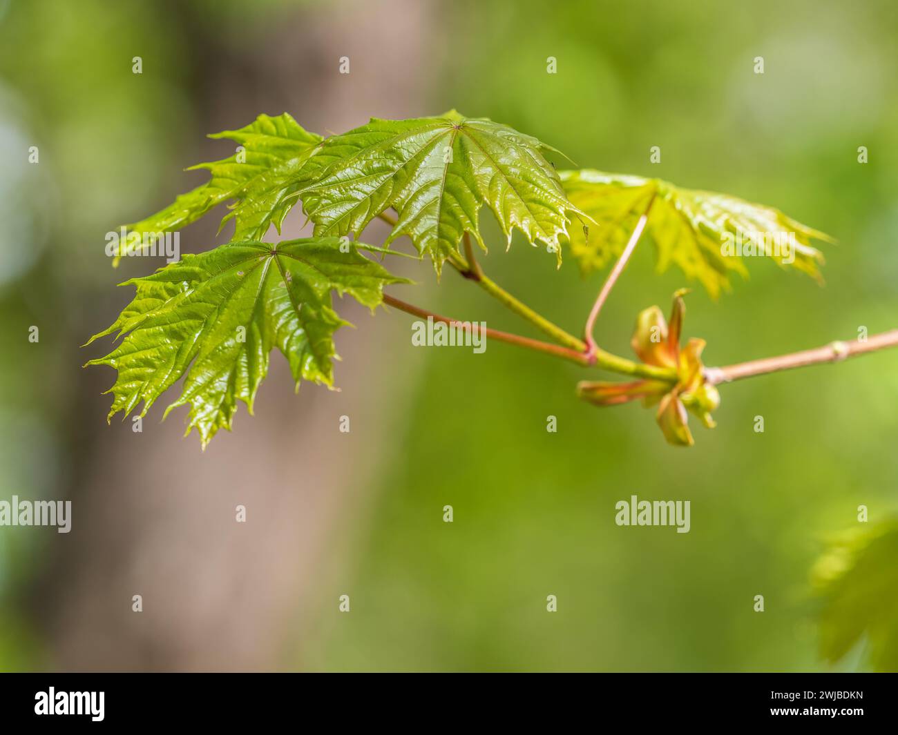 Spring branches of maple tree with fresh green leaves. Spring ...