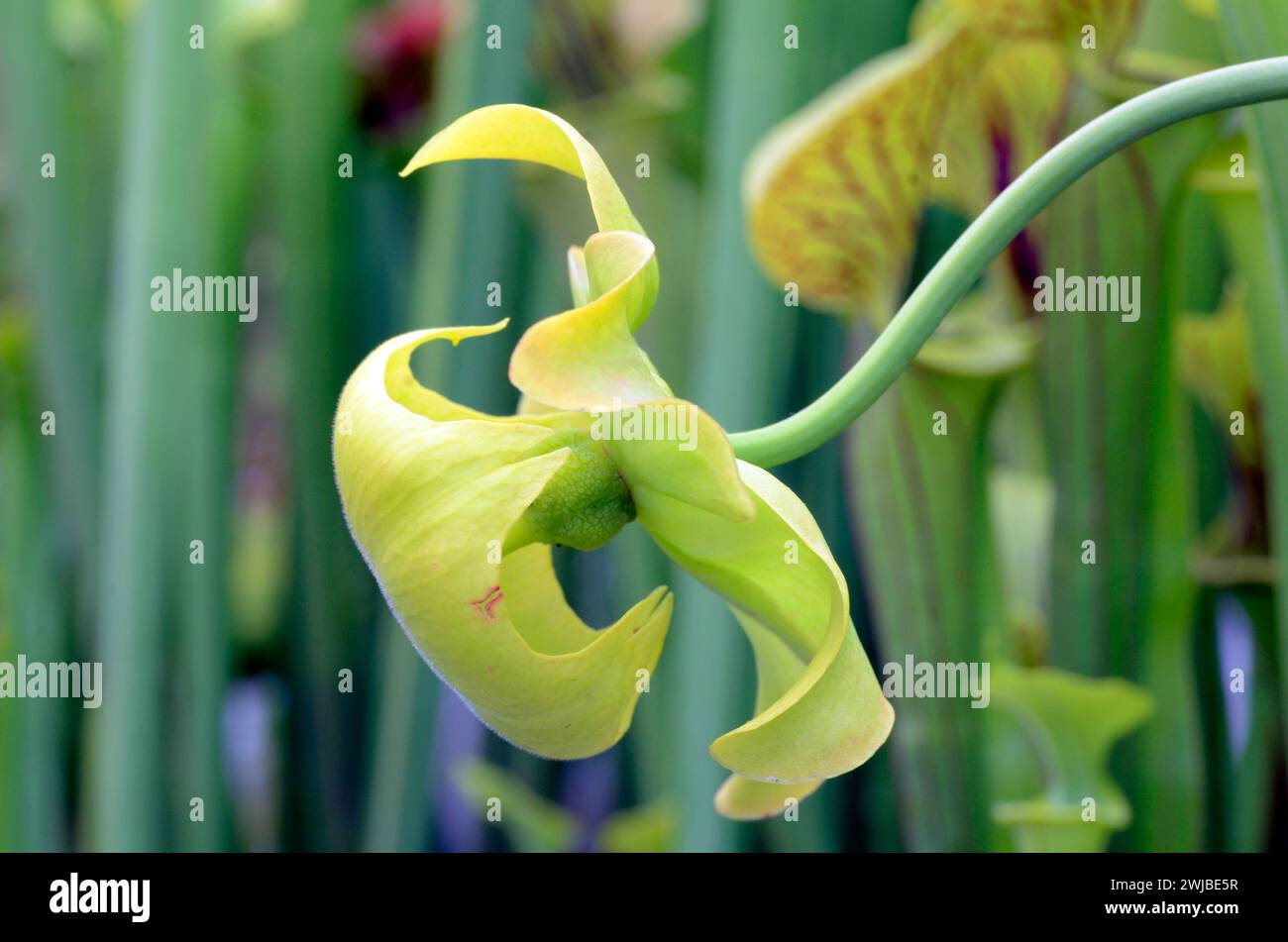 Detail of the flower of trumpet pitcher (Sarracenia flava var maxima ...