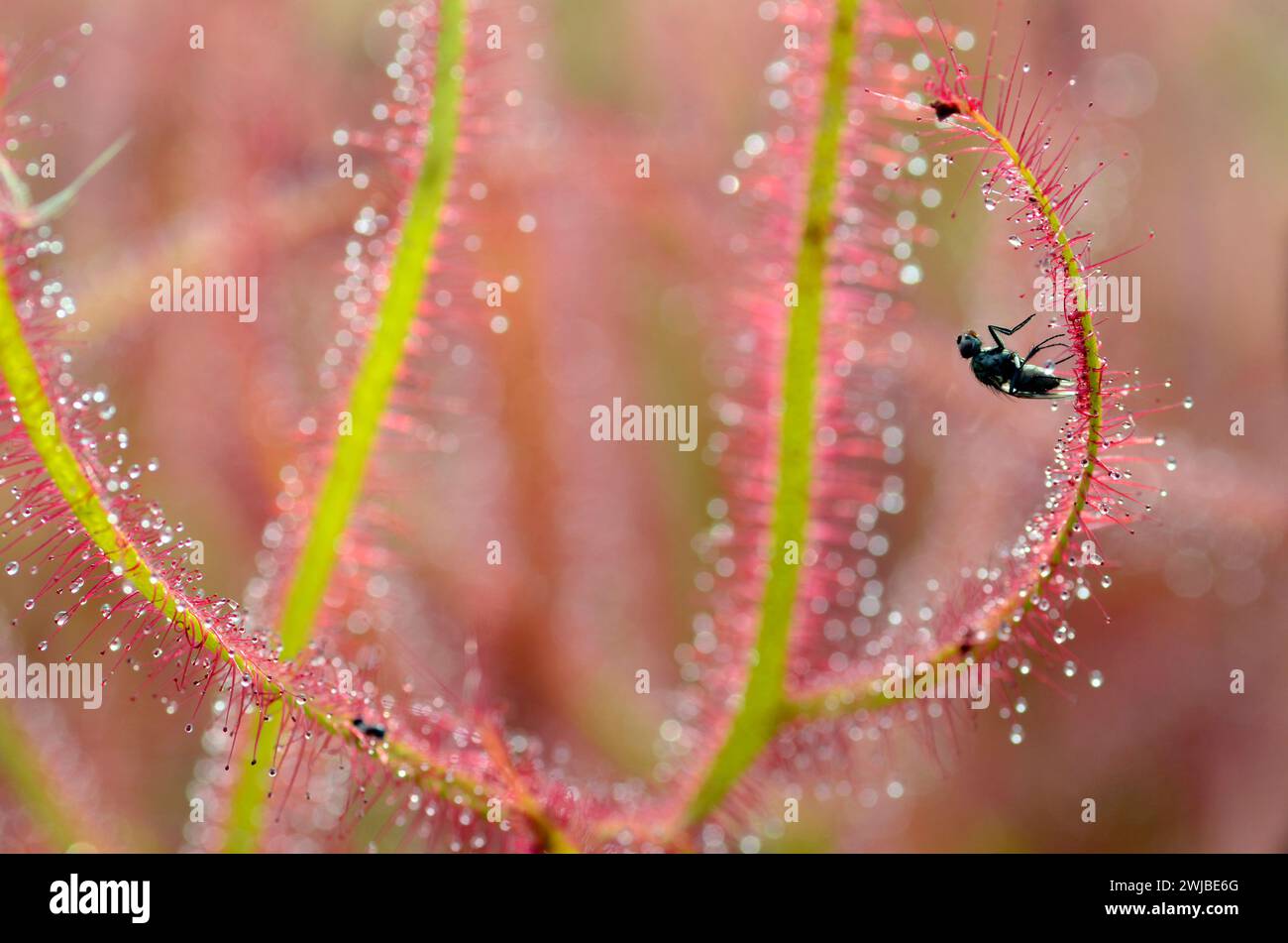 Insect trapped in a sundew (Drosera capensis Red). Image with selective ...
