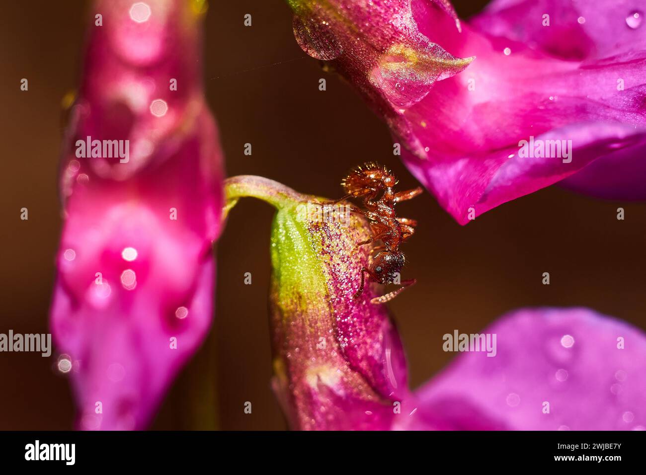 Small ginger ant on the bright purple petals of the vetchling plant ...