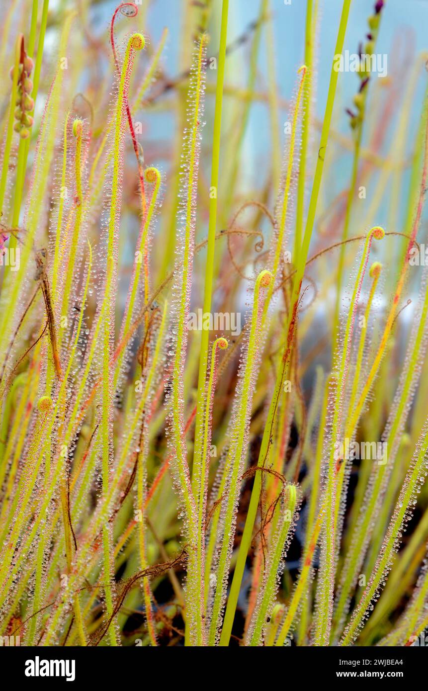 Drosera capensis red flower hi-res stock photography and images - Alamy