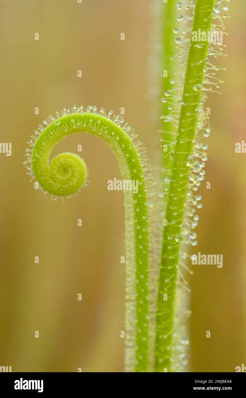 Leaves of a sundew (Drosera filiformis var filiformis) with a spiral ...