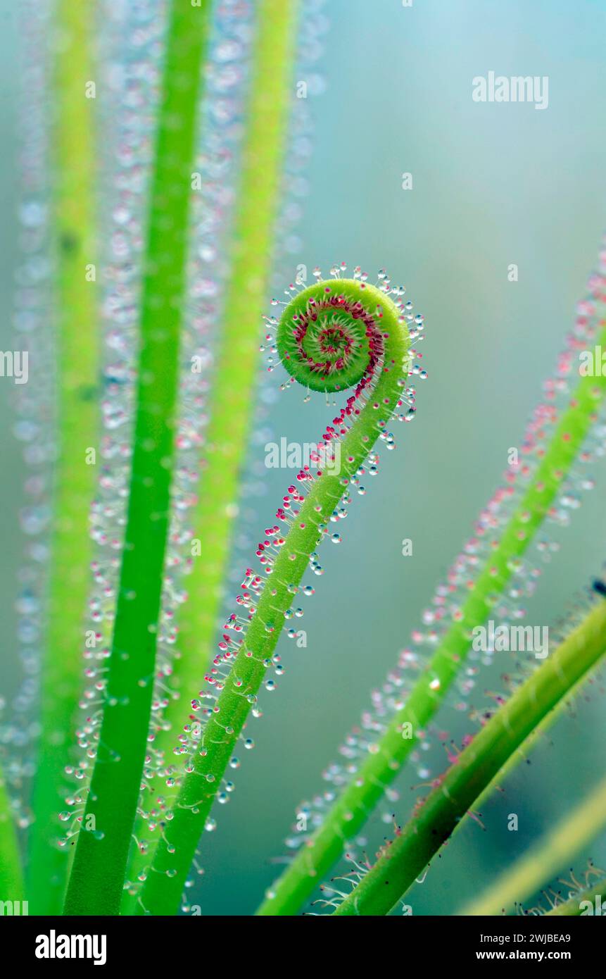 Leaves of a sundew (Drosera filiformis var filiformis) with a spiral ...