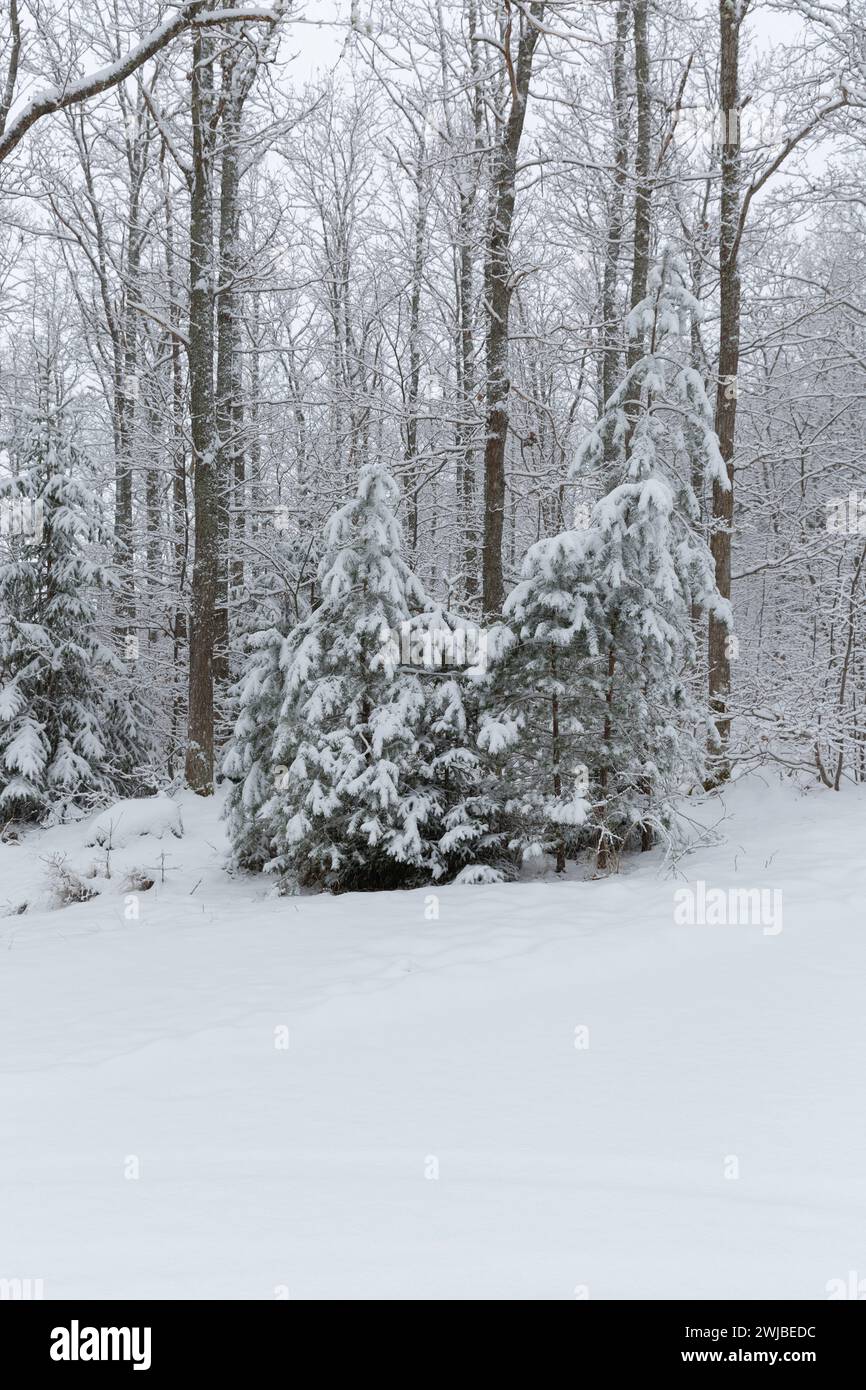 Forest in february hi-res stock photography and images - Alamy