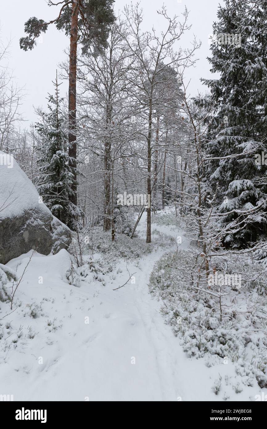Forest path in a fir forest into the light hi-res stock photography and ...