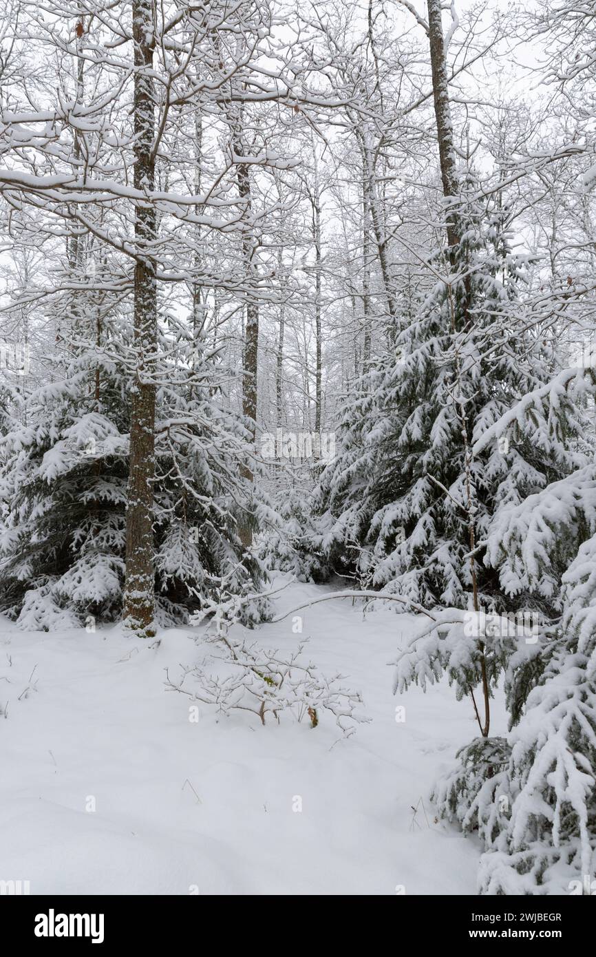 Forest in february hi-res stock photography and images - Alamy